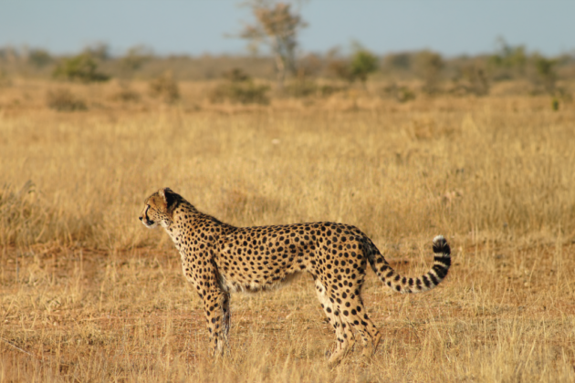 The Free State Province is open for business and investment | Global ...