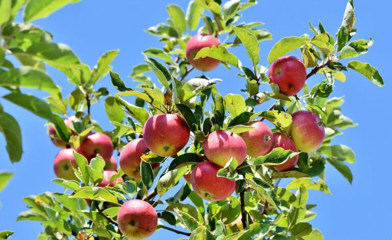 Seeking funding partners for apple juice concentrate plant | Global ...